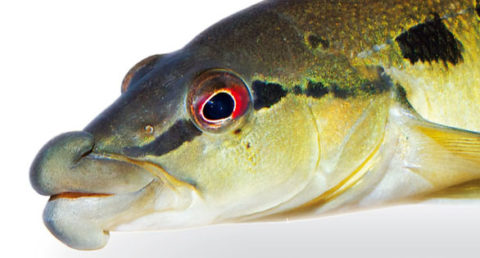 New Pike Cichlids from Argentina - AMAZONAS Magazine