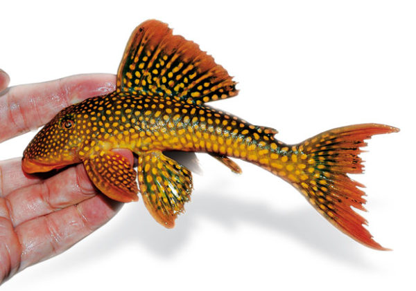 Successful Breeding of the Sunshine Pleco - AMAZONAS Magazine