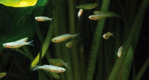 Finding and Breeding The Sentani Rainbowfish - AMAZONAS Magazine
