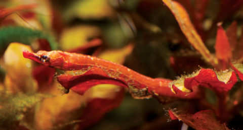 Arriving Soon: Tank-Raised African Freshwater Pipefish - AMAZONAS Magazine