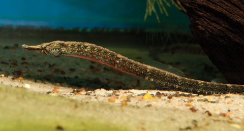 Arriving Soon: Tank-Raised African Freshwater Pipefish - AMAZONAS Magazine