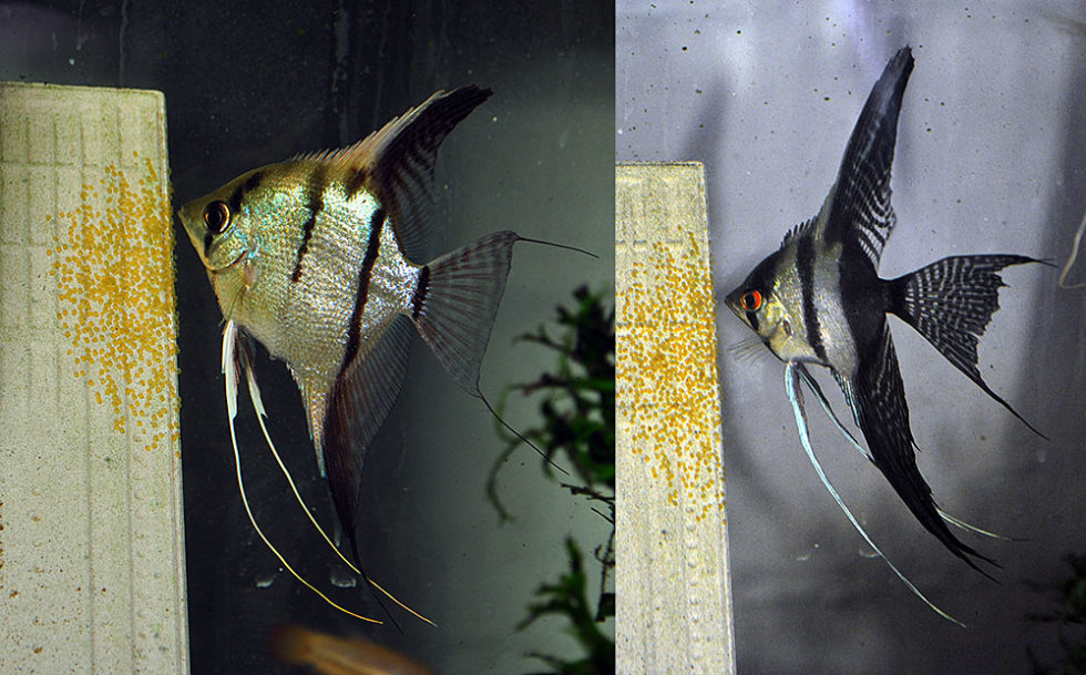 Friday Photospread - Artificial Incubation of Freshwater Angelfish Eggs ...