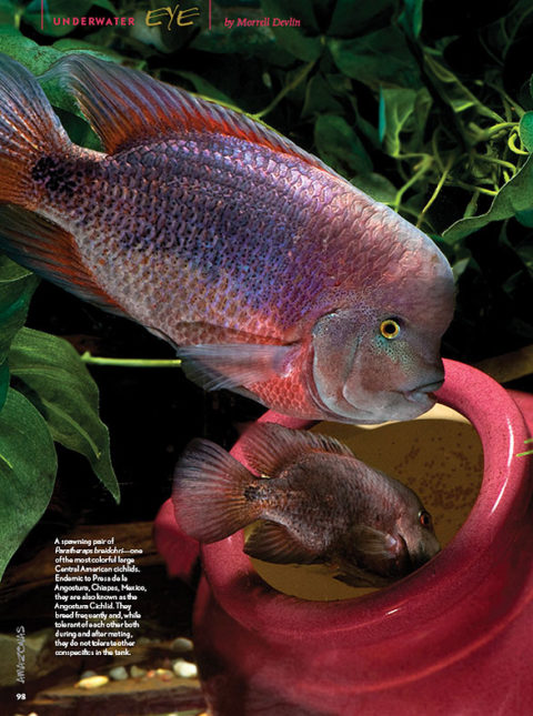 Angostura Cichlids Spawning - AMAZONAS Magazine