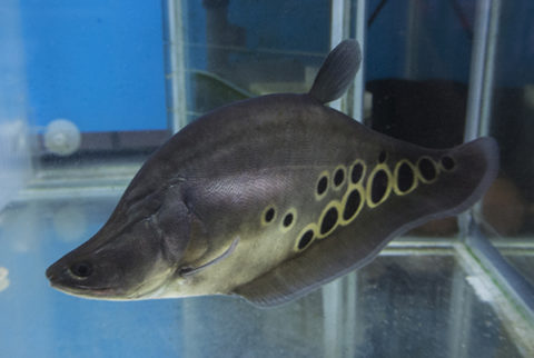 Bangkok's Tropical Fish Mecca: Jatujak Weekend Market - AMAZONAS Magazine