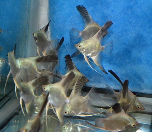 Bulgarian Green Angelfish Genetics Arrive in the US! - AMAZONAS Magazine