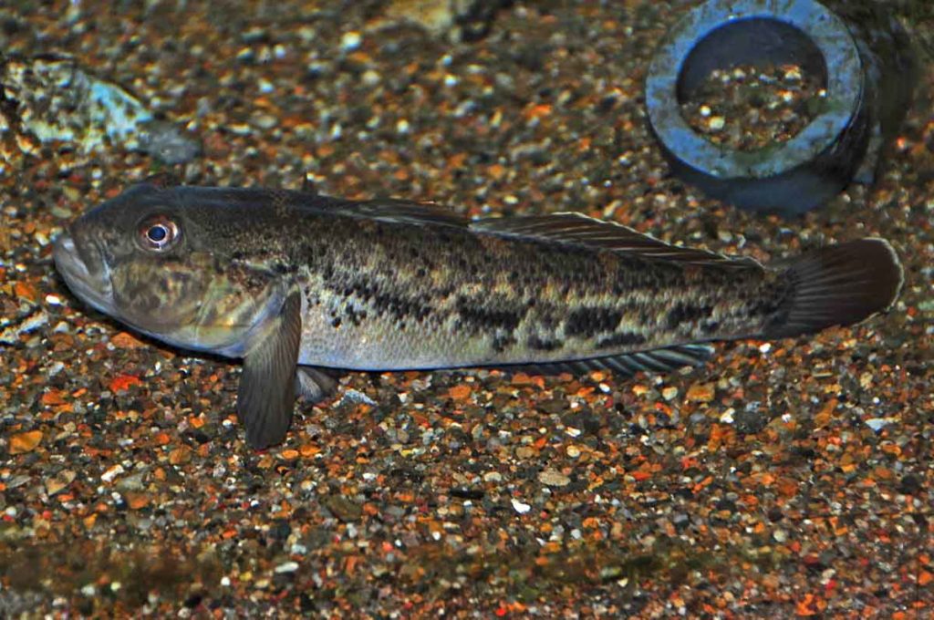 Aquatic Invasive Species - AMAZONAS Magazine