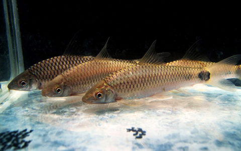 The Reticulated Flying Fox: an underappreciated algae eater from ...