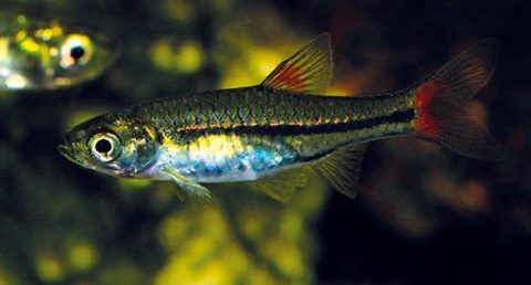 Forgotten Rasboras - AMAZONAS Magazine