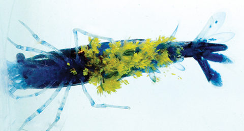 Parasites in Freshwater Shrimp - AMAZONAS Magazine