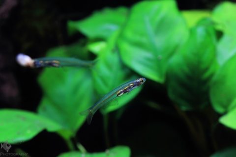 A Day with Aquarium Hobbyists in Delhi, India - AMAZONAS Magazine