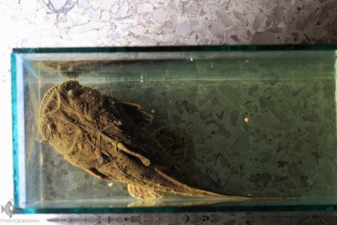 A Day with Aquarium Hobbyists in Delhi, India - AMAZONAS Magazine