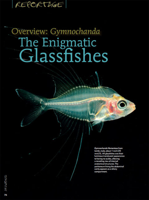 Overview: Gymnochanda, The Enigmatic Glassfishes - AMAZONAS Magazine