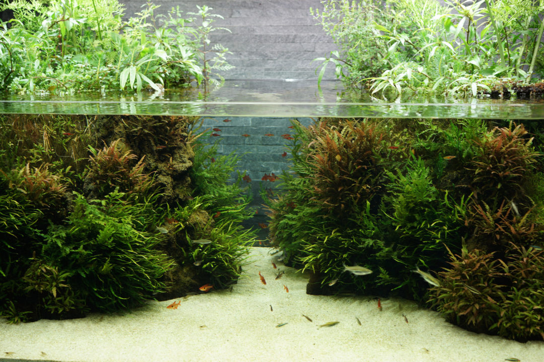 The Passing of Aquascaping Legend Takashi Amano - AMAZONAS Magazine