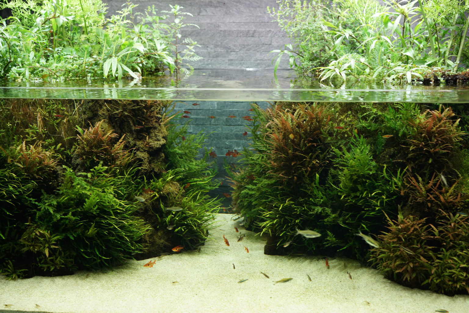 The Passing of Aquascaping Legend Takashi Amano - AMAZONAS Magazine