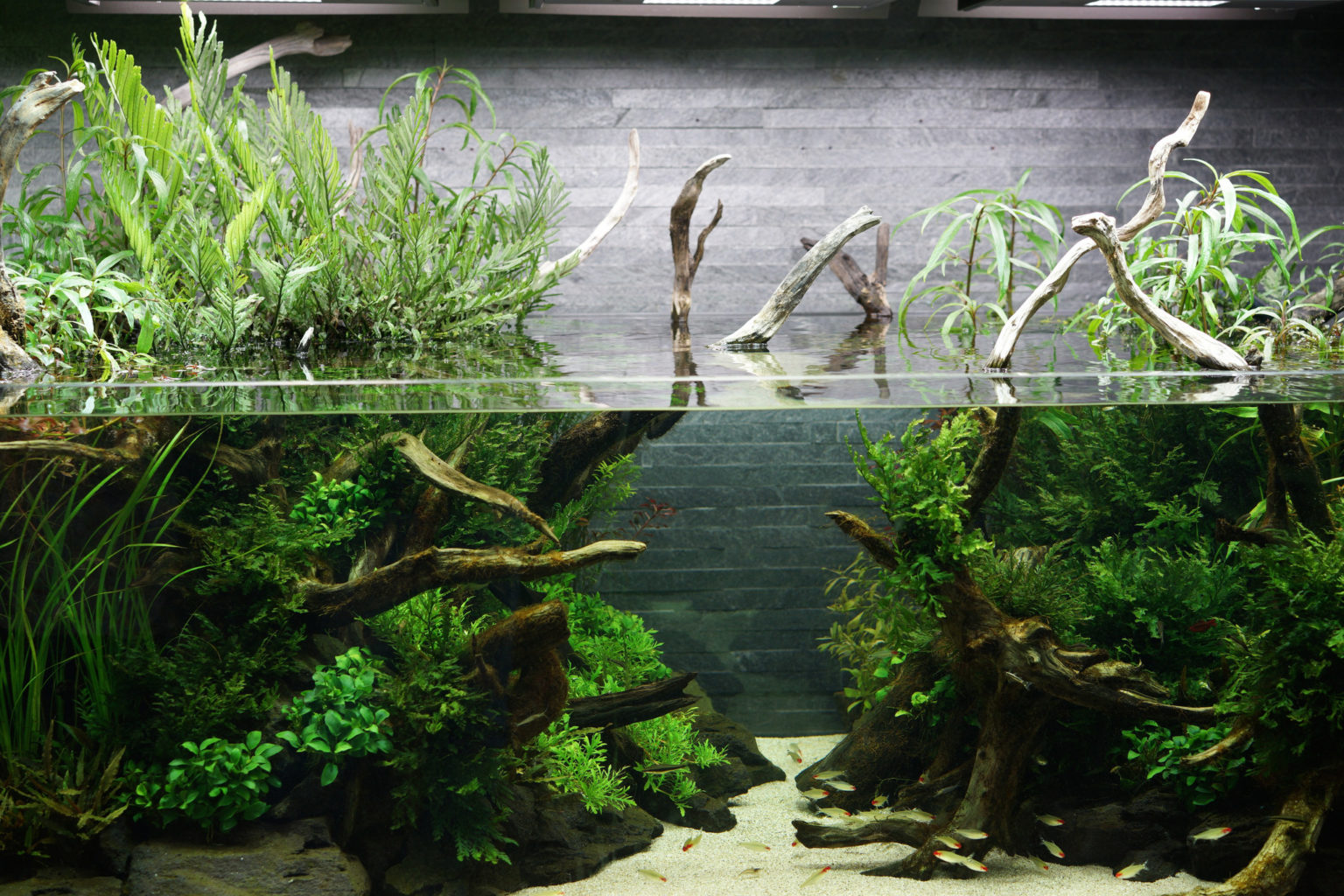 The Passing of Aquascaping Legend Takashi Amano - AMAZONAS Magazine