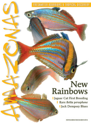 AMAZONAS | the world’s legendary tropical fish magazine