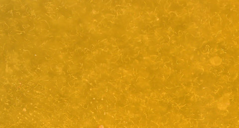 Freshwater Food Culturing 101: Vinegar Eels - AMAZONAS Magazine