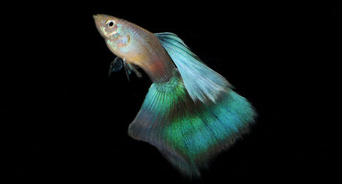 World's Top Guppies Judged in Florida - AMAZONAS Magazine