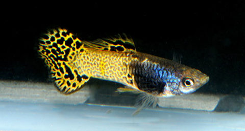World's Top Guppies Judged in Florida - AMAZONAS Magazine