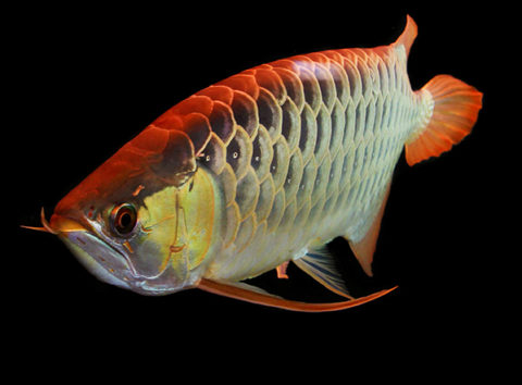 The Arowana Enigma: ancient fish, modern survival traits - AMAZONAS ...