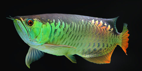 The Arowana Enigma: ancient fish, modern survival traits - AMAZONAS ...