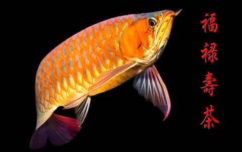 The Arowana Enigma: ancient fish, modern survival traits - AMAZONAS ...