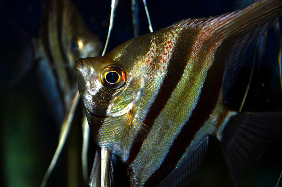 Where to get it: True Pterophyllum altum Angelfish? - AMAZONAS Magazine