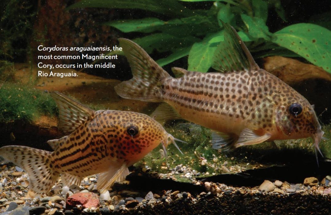AMAZONAS Excerpt: Corydoras of the Rio Araguaia - AMAZONAS Magazine