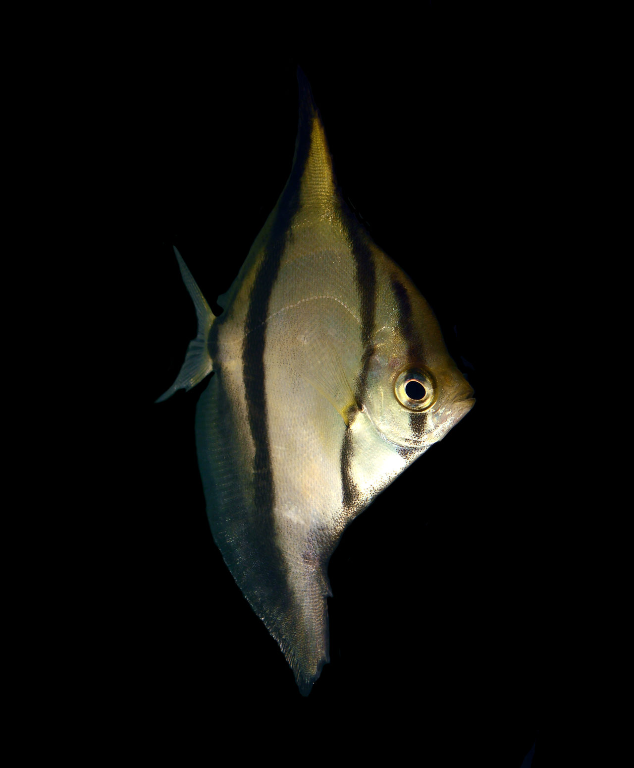 Friday Photospread: Captive-bred Mono Sebae - AMAZONAS Magazine