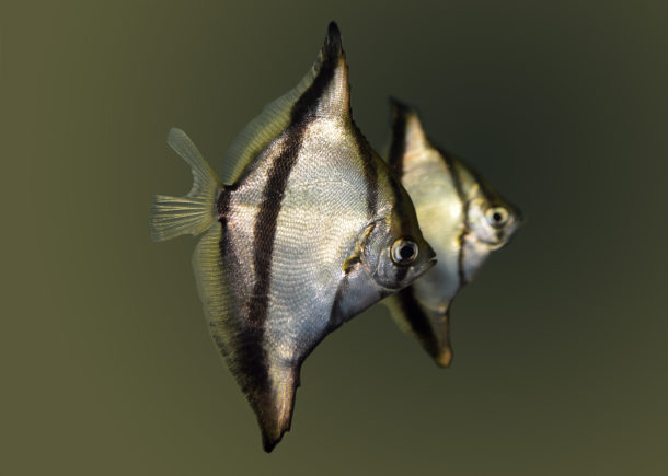 Friday Photospread: Captive-bred Mono Sebae - AMAZONAS Magazine