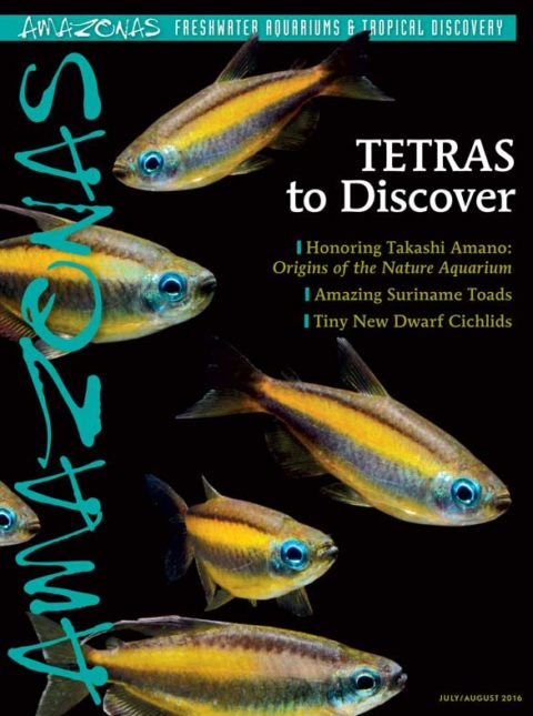 AMAZONAS “Tetras to Discover” Issue Inside Look - AMAZONAS Magazine