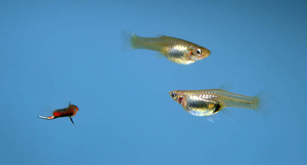 Friday Photospread: Campoma Blue Star Endlers | AMAZONAS Magazine