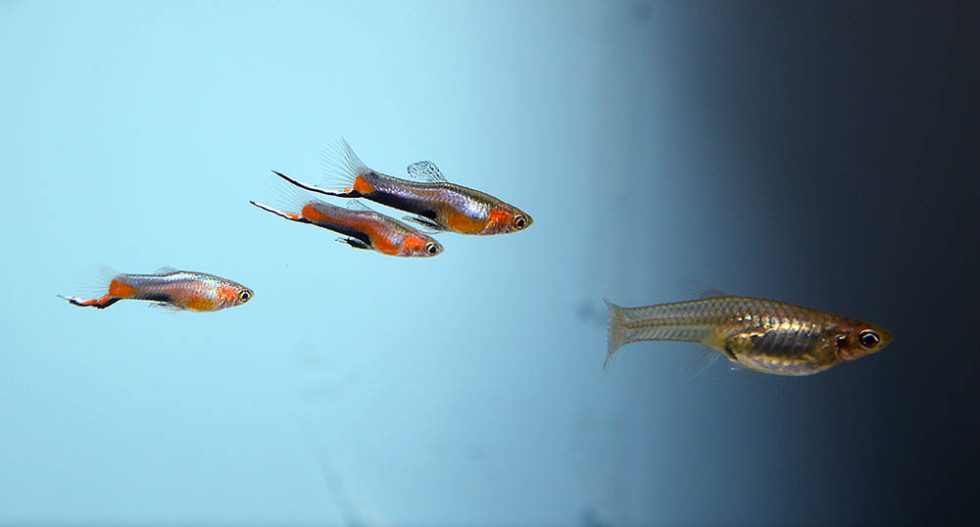 Friday Photospread: Campoma Blue Star Endlers - AMAZONAS Magazine