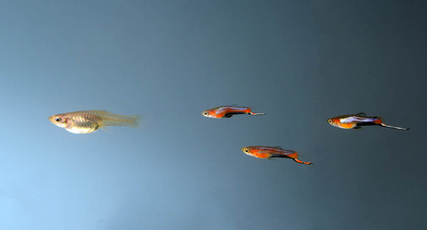 Friday Photospread: Campoma Blue Star Endlers | AMAZONAS Magazine