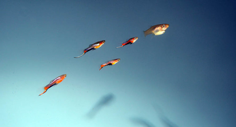 Friday Photospread: Campoma Blue Star Endlers | AMAZONAS Magazine