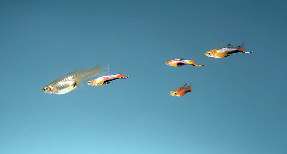 Friday Photospread: Campoma Blue Star Endlers - AMAZONAS Magazine