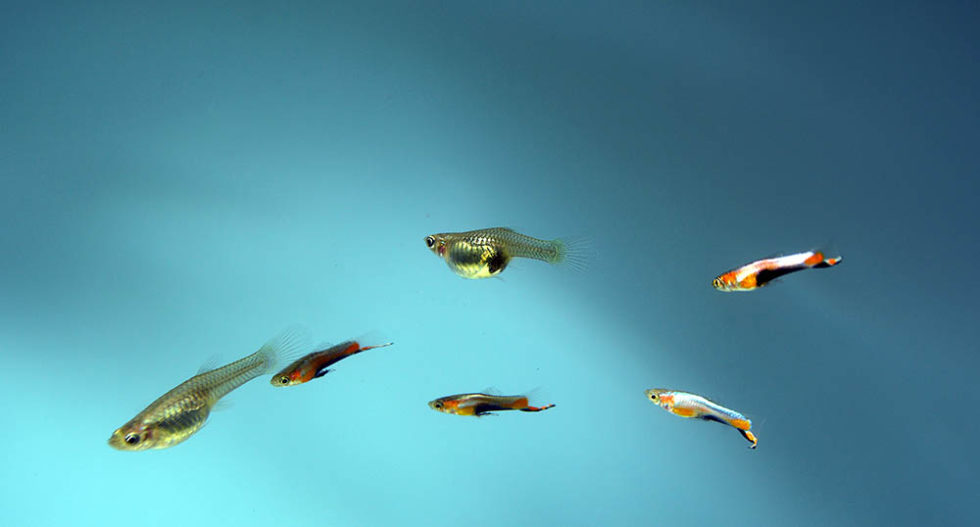 Friday Photospread: Campoma Blue Star Endlers - AMAZONAS Magazine