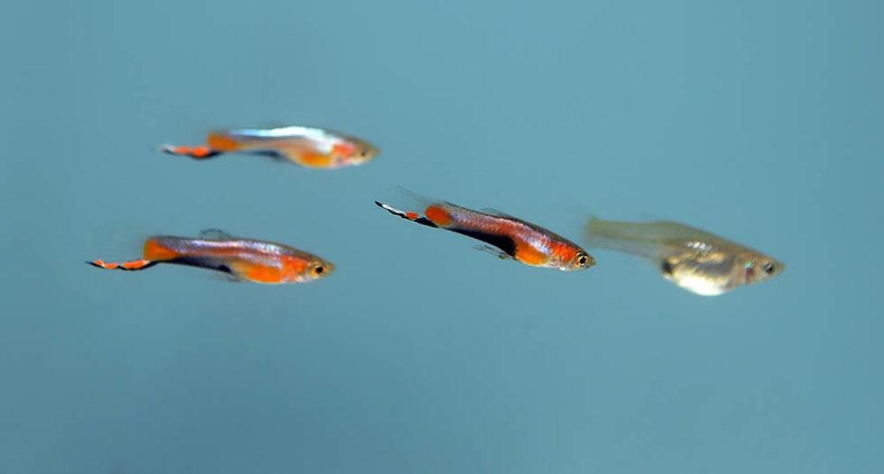 Friday Photospread: Campoma Blue Star Endlers - AMAZONAS Magazine