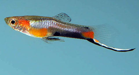 Friday Photospread: Campoma Blue Star Endlers - AMAZONAS Magazine