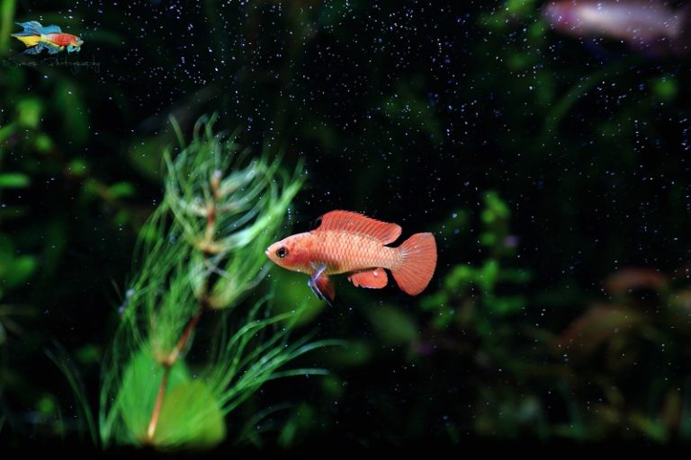 Dario hysginon: Breeding and Husbandry of the Red Melon Dario ...