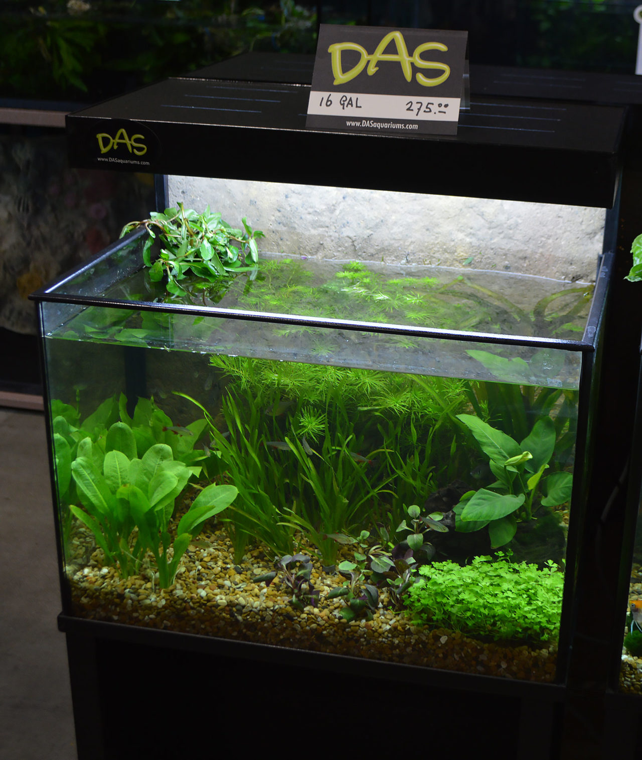 Freshwater Tanks of the Aquatic Experience 2016, Part 1 - AMAZONAS Magazine