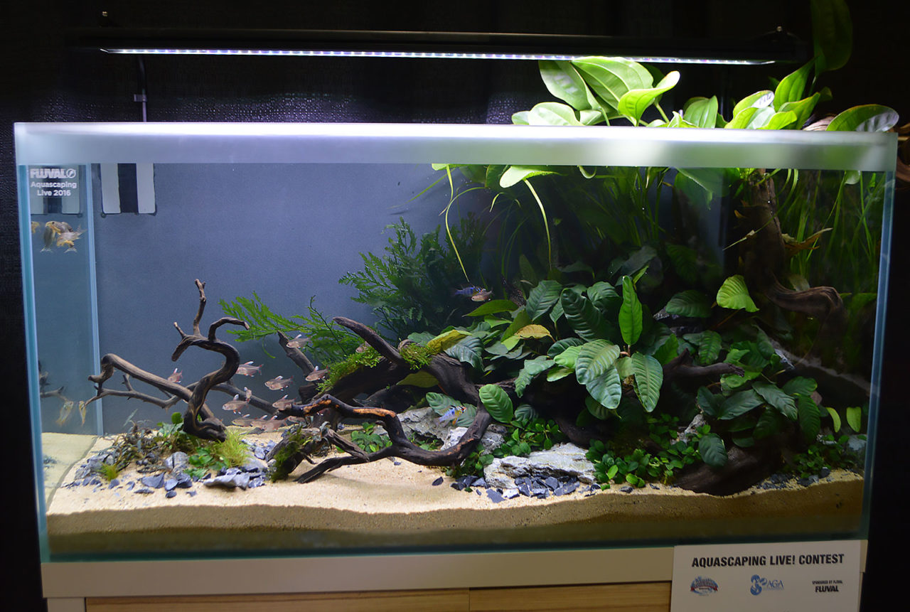 Aquascaping Live! 2016 Large Planted Tanks - AMAZONAS Magazine