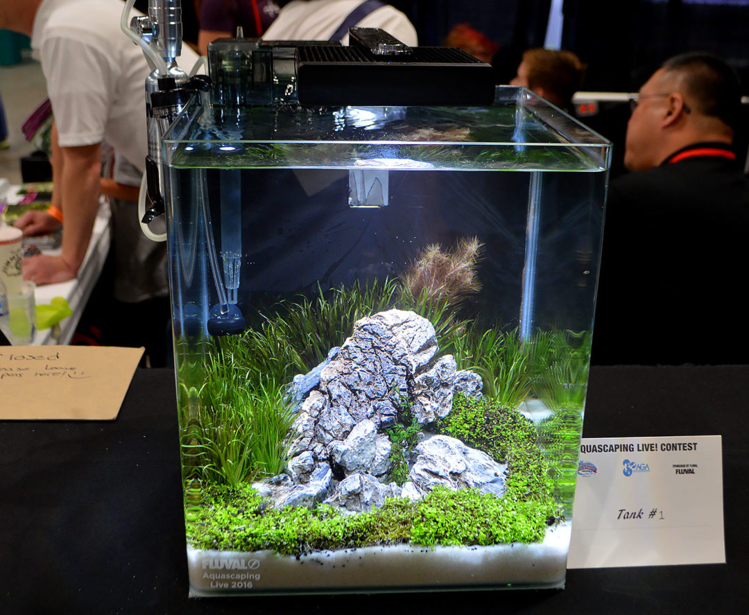 Aquascaping Live! 2016 Small Planted Tanks - AMAZONAS Magazine