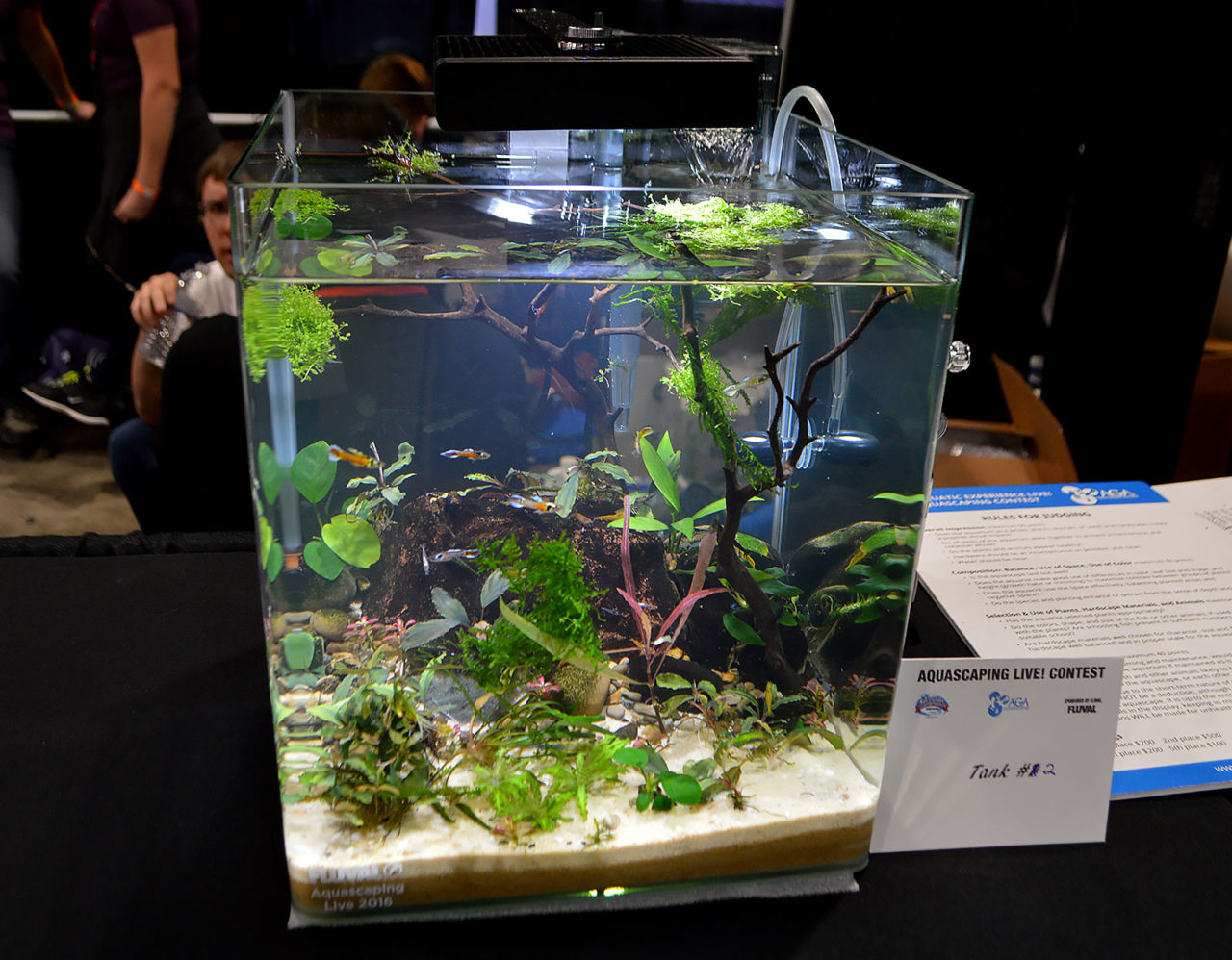 Aquascaping Live! 2016 Small Planted Tanks - AMAZONAS Magazine