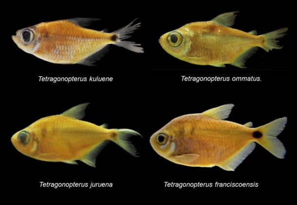 New Fish Species Only YOU Could Love #2: Leptobotia, Tetragonopterus ...
