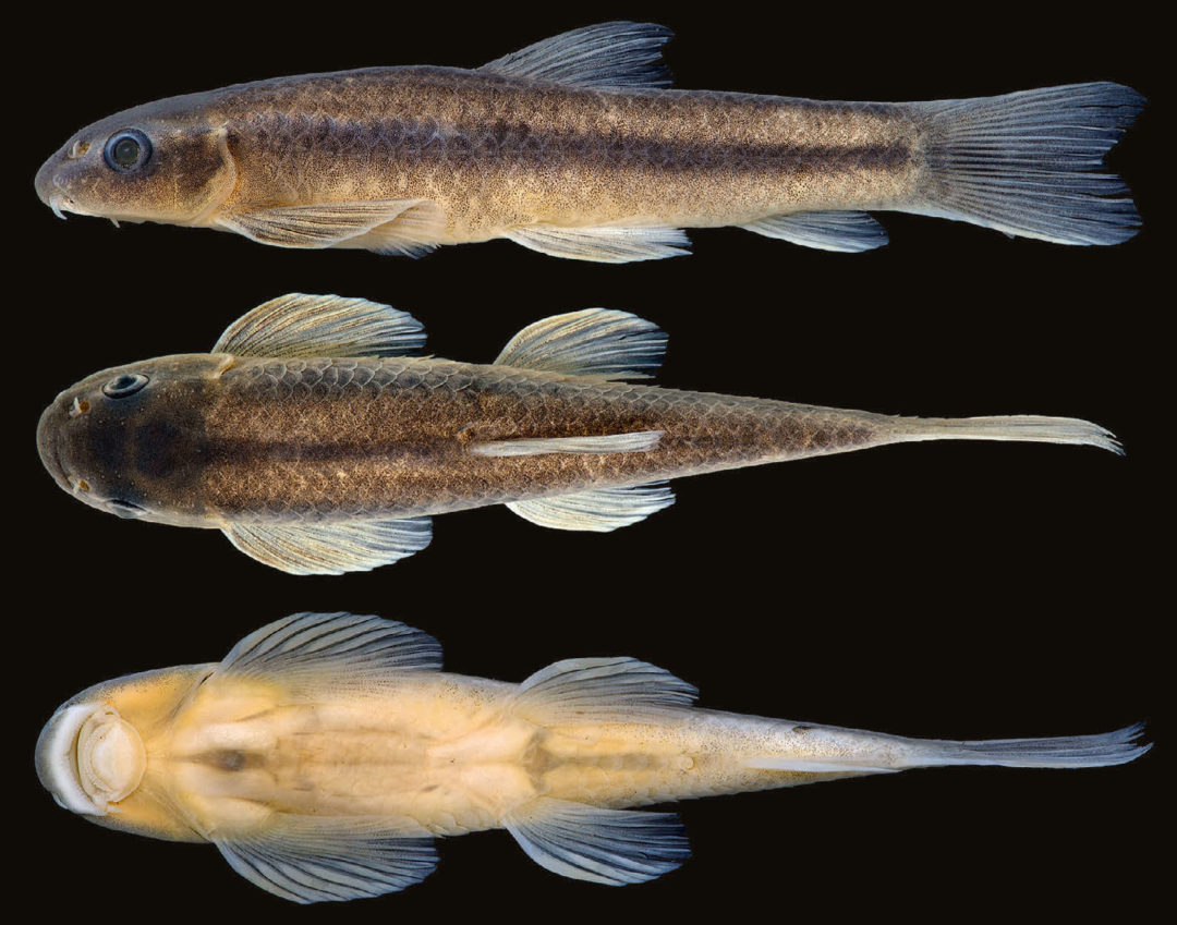 New Fish Species Only YOU Could Love #1: Parotocinclus, Garra ...