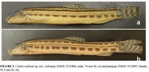 New Fish Species Only YOU Could Love #4: Hypostomus, Cobitis ...