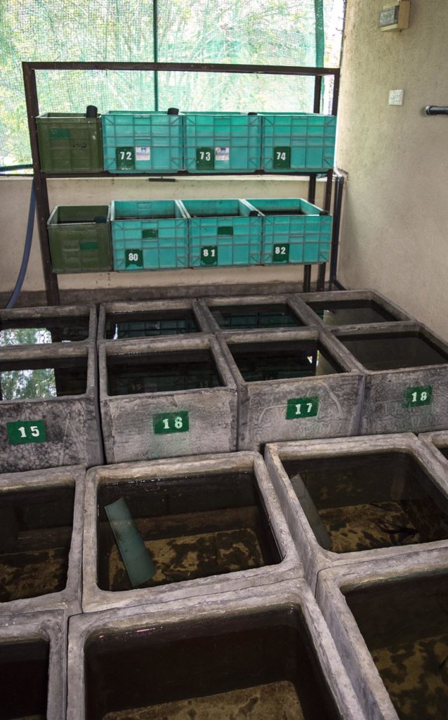 Photo Tour: Sri Lanka's Ornamental Fish Breeding and Training Center ...