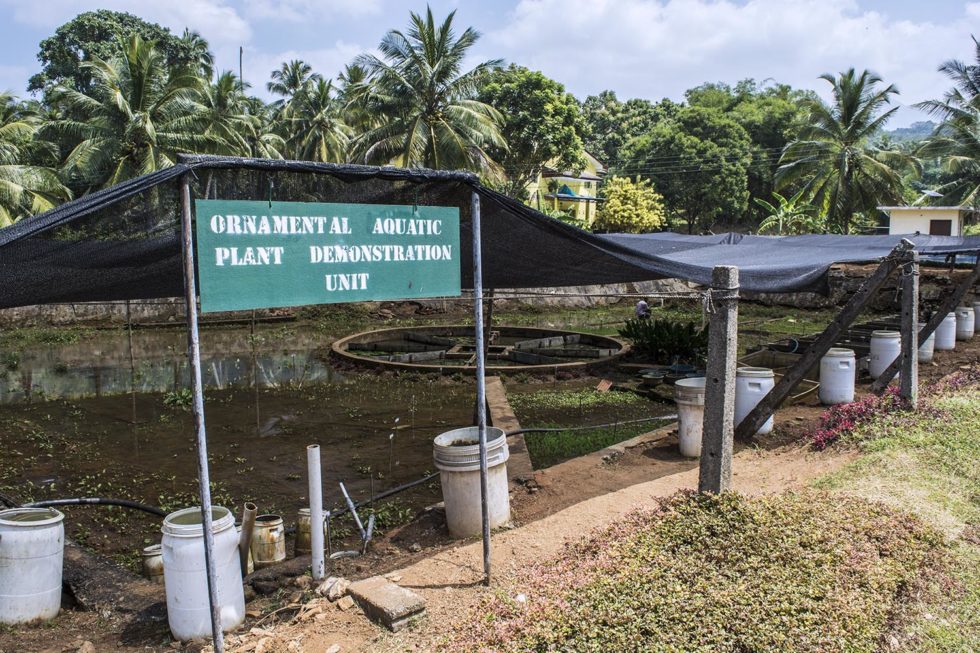 Photo Tour: Sri Lanka's Ornamental Fish Breeding and Training Center ...