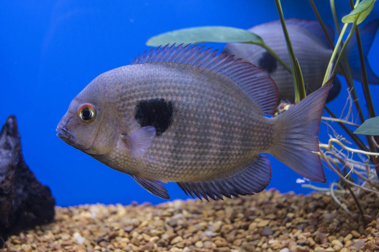 The Exceptional Fish of the 2017 Global Pet Expo - AMAZONAS Magazine
